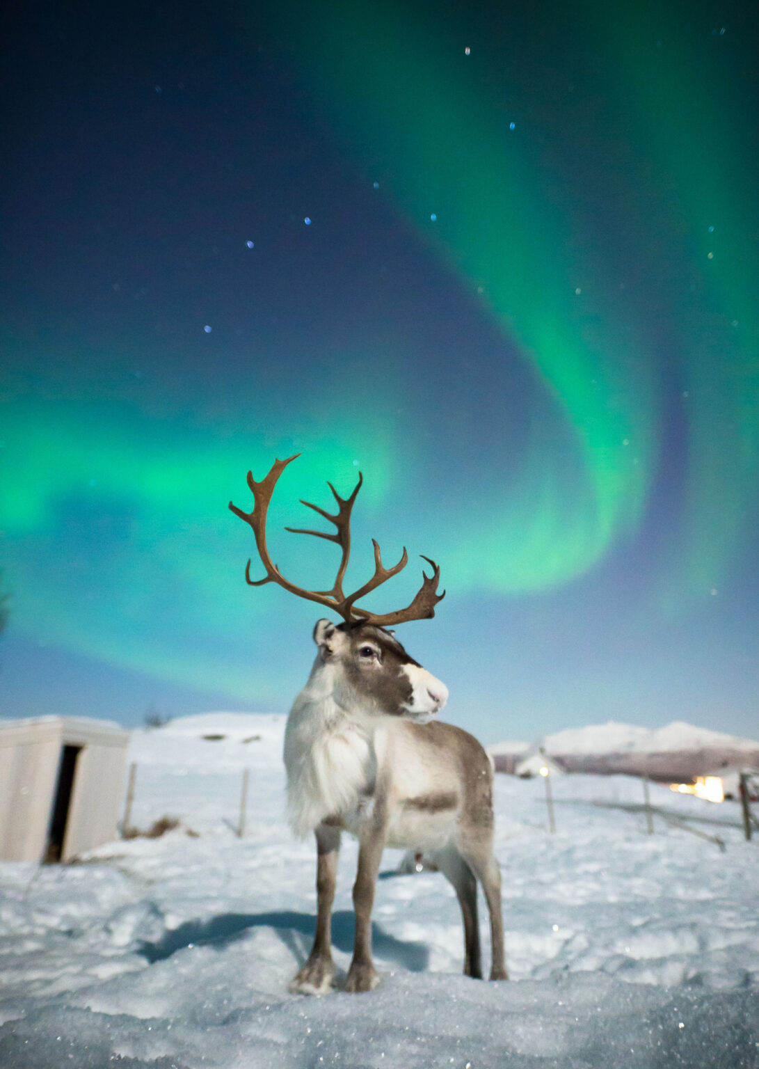 Reindeer under the aurora - Aurora Borealis Observatory